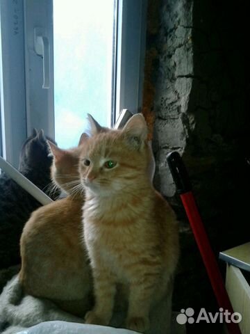 Котята