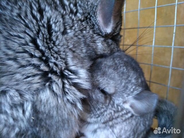 Продается шиншилленок (девочка)