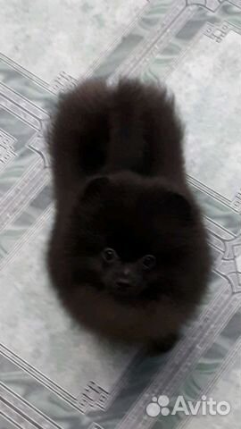 Шикарная девочка