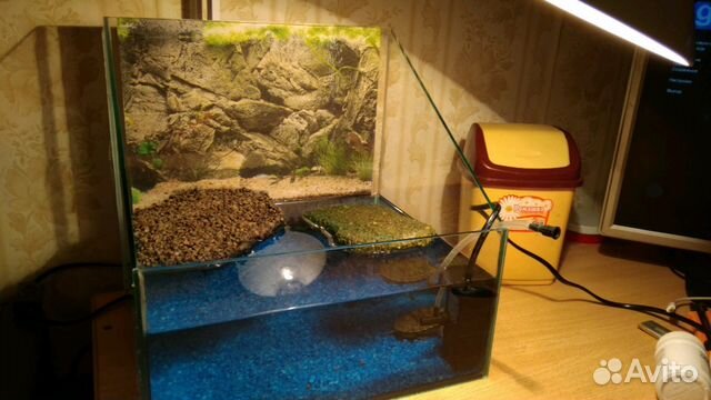 Красноухая черепаха с черепашником