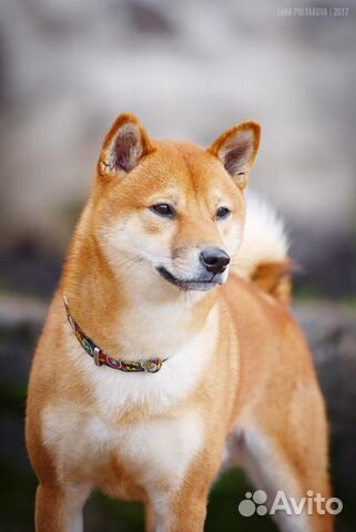 Кобель для вязки сиба ину (шиба ину)