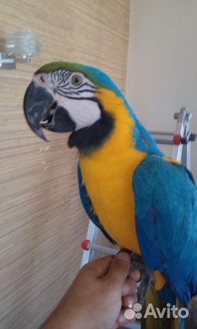 Продам попугая Ару