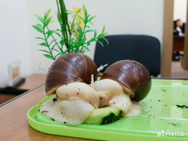 Яйца улитки ахатины