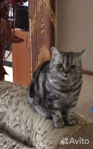 Кошка британская