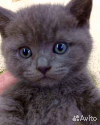 Игривые британские пушистики