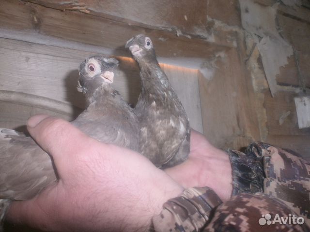 Продаются Двухчубые голуби
