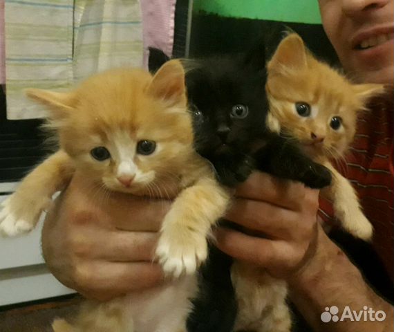 Отдам котят в добрые руки