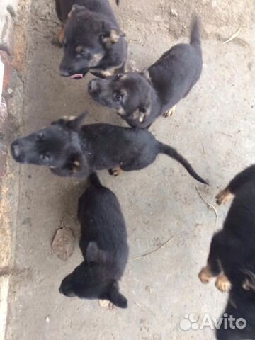 Кутята немецкой овчарки
