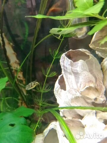 Тетрадон 3 рыбки