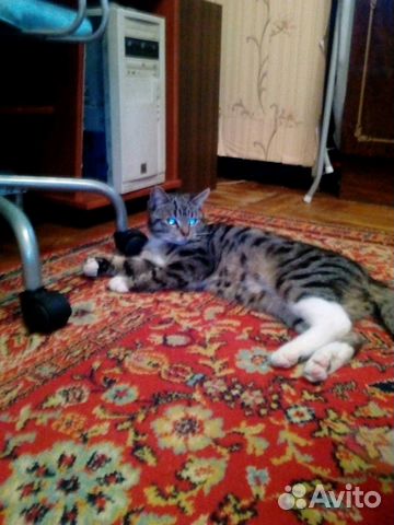 Котик подросток Темочка