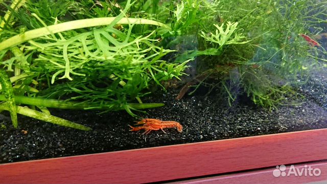 Карликовый мексиканский рак