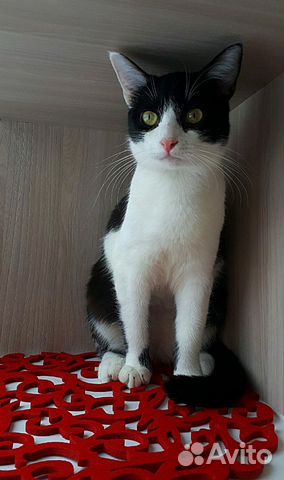 Кошечка Энни ищет семью