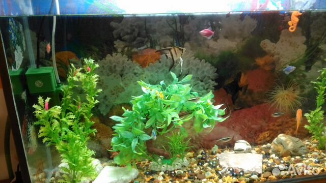 Продаю аквариумных рыбок