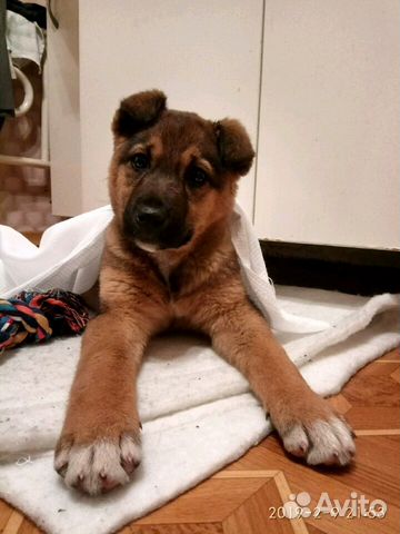 Щенок в добрые руки