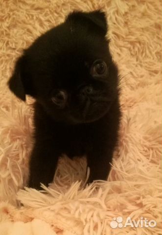 Пти брабансон мини мальчик