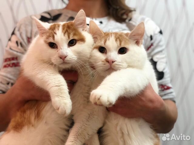 Фунтики котики братья