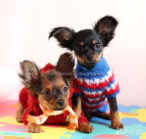 Дарлинг, Дарий и Диего - мальчишки д-ш. РКФ