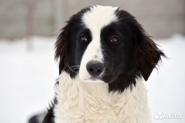 Барни в добрые руки