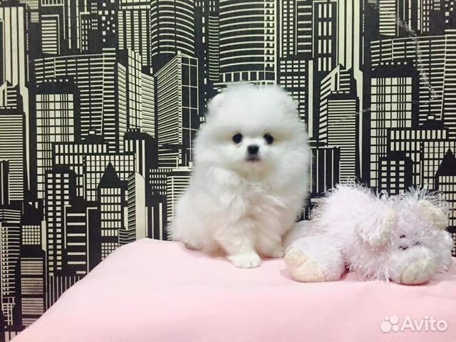 Померанский шпиц Нежная как облачко