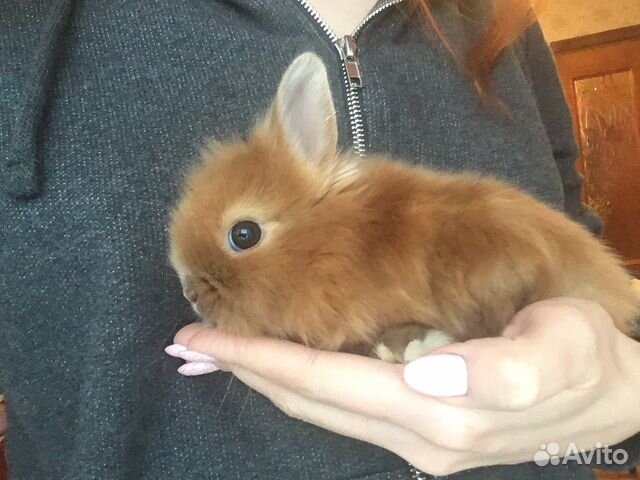 Кролик карликовый рыжее счастье