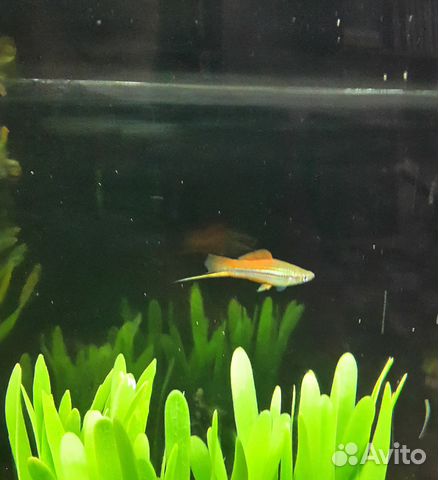 Продаю меченосцев и стеклянных сомиков