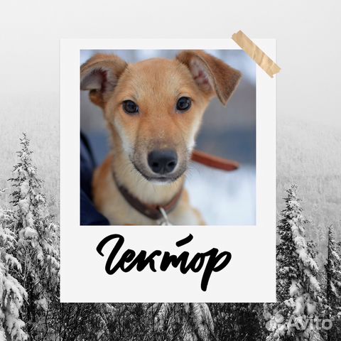 Медовый красавчик щенок Гектор, метис