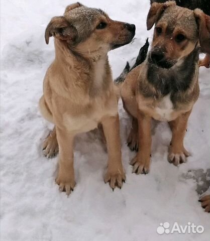 3 месячные щенки