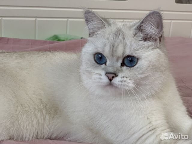 Британская