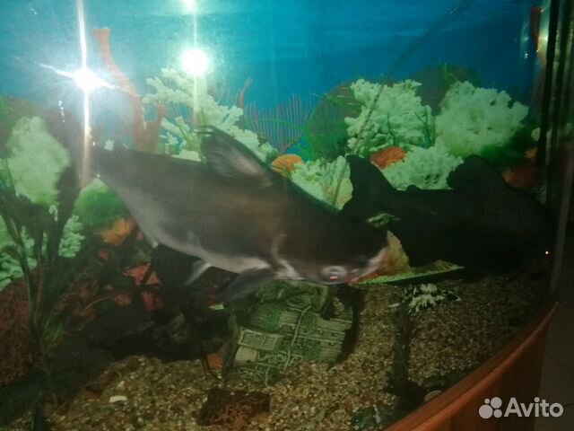 Акулий сом и пиранья