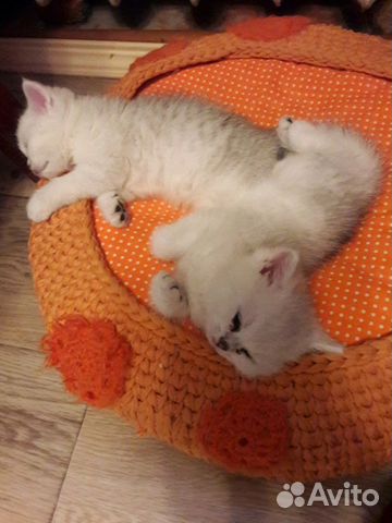 Котята Британц