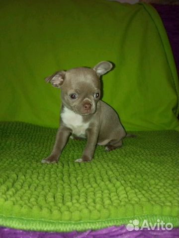 Чихуахуа лиловый шик