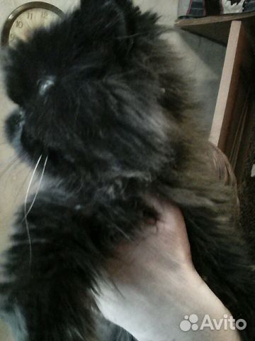 Персидская кошка