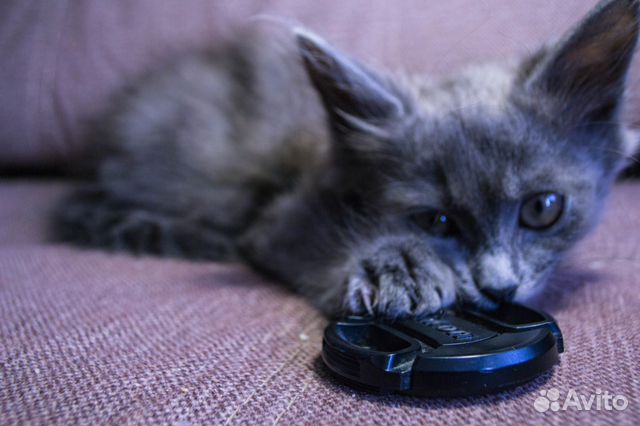 Котята