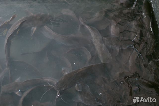 Клариевые мраморные сомы