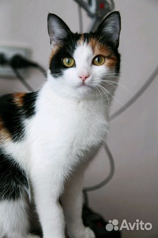 Европейская