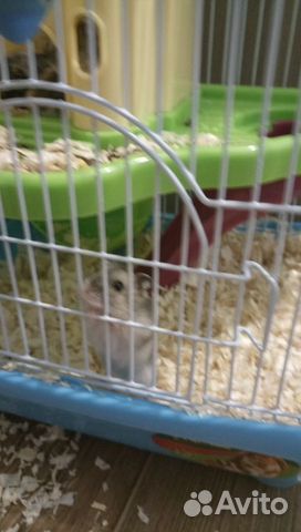 Хомячки,джингарики