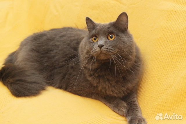 Красавец Пупс метис нибелунга и британца в дар