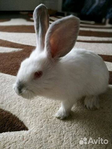 Кролик декоративный