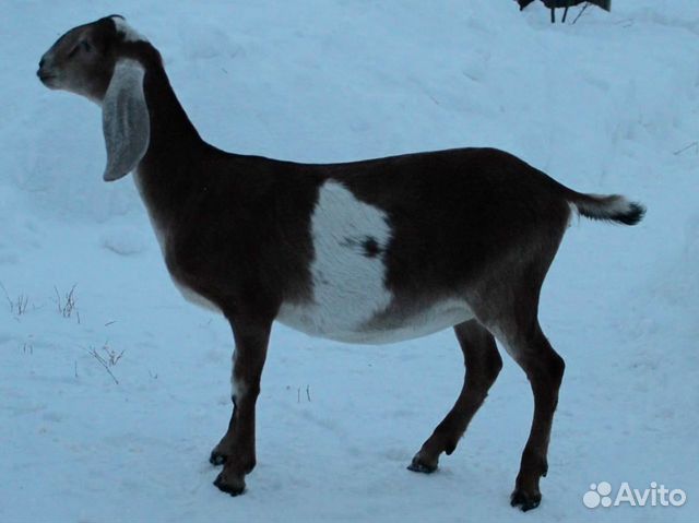 Козочка Англонубийская