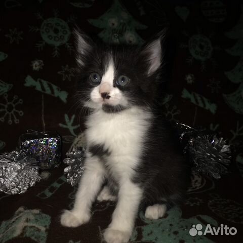 Сладенькие прелести&котята