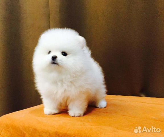 Снежок Белый