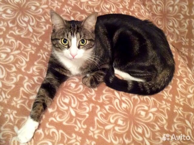 Пожалуйста, возьмите котика, у ребёнка аллергия