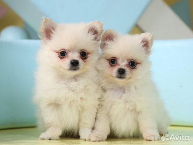 Кремовые Снежок и Пушок