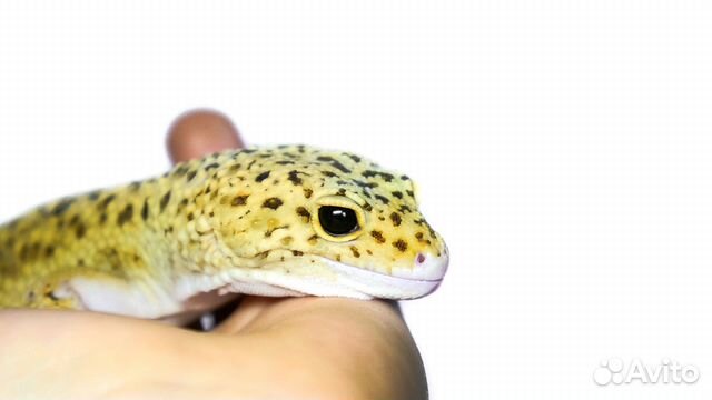 Эублефар самец на спаривание