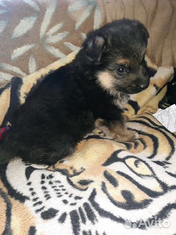 Немецкая овчарка