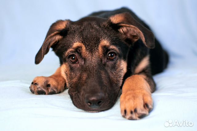 Щенок, мальчик в добрые руки. Брут - золотой щенок