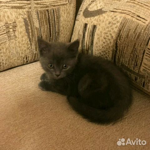 Котенок британский