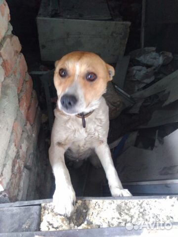 Ищем добрых ласковых хозяев для Лапушки