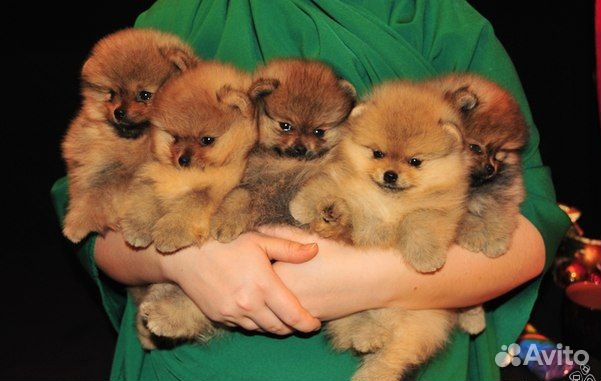 Мишки Померашки Большой Выбор