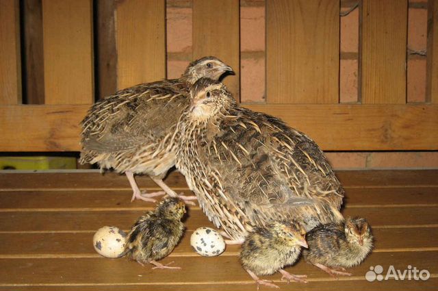 Перепела разных пород